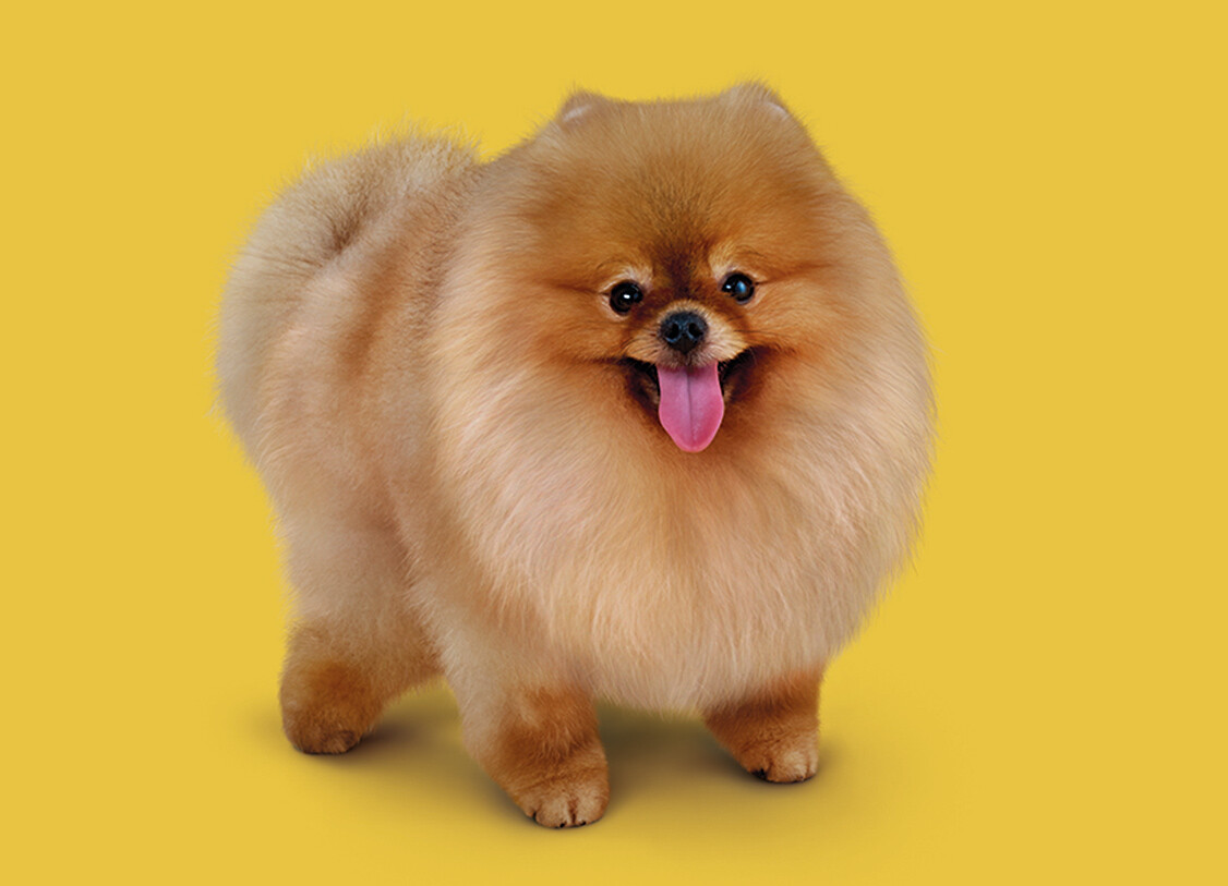 Pedigree : Retouching - strategic design agency